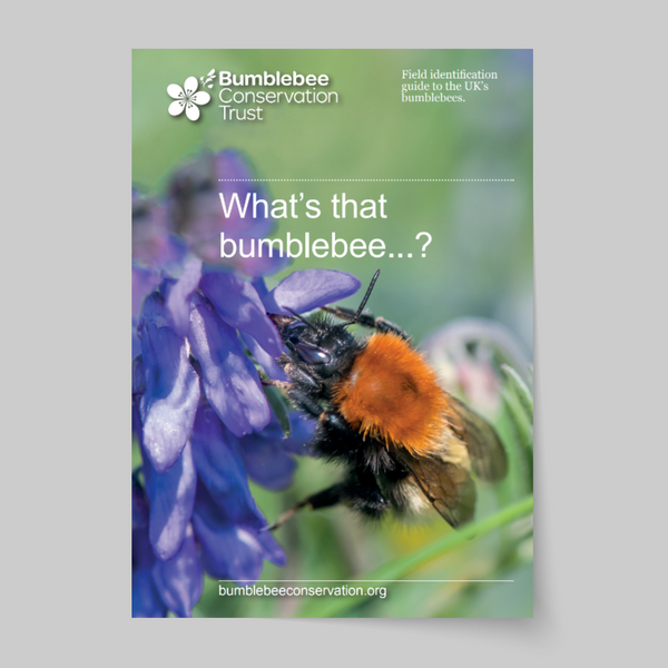 What's that bumblebee? ID guide – Bumblebee Conservation Trust